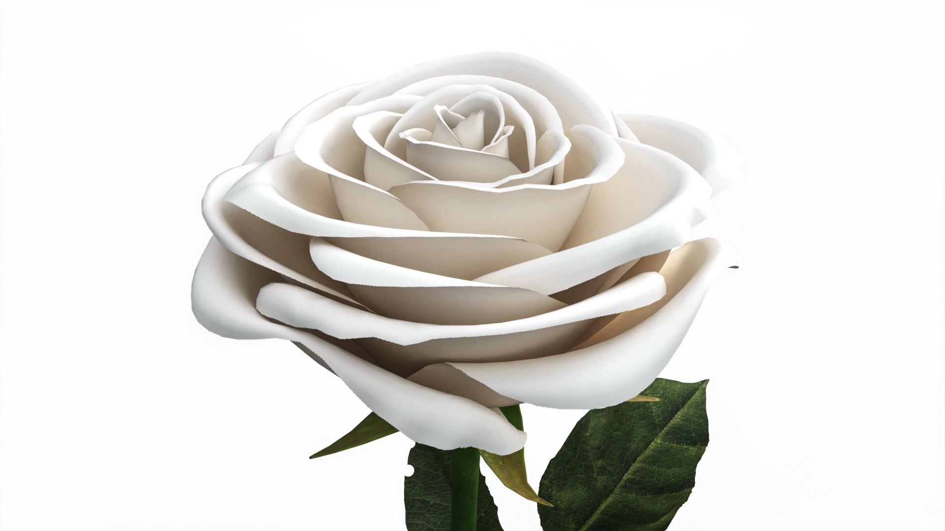 3D Single Beautiful White Rose - TurboSquid 2238040