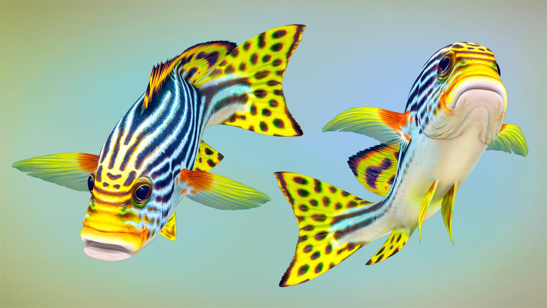 Fish Sweetlips And Grunt Low-poly 3D Model - TurboSquid 1965786
