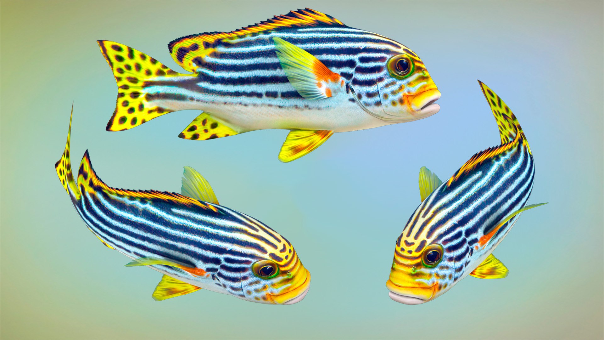Fish Sweetlips And Grunt Low-poly 3D Model - TurboSquid 1965786