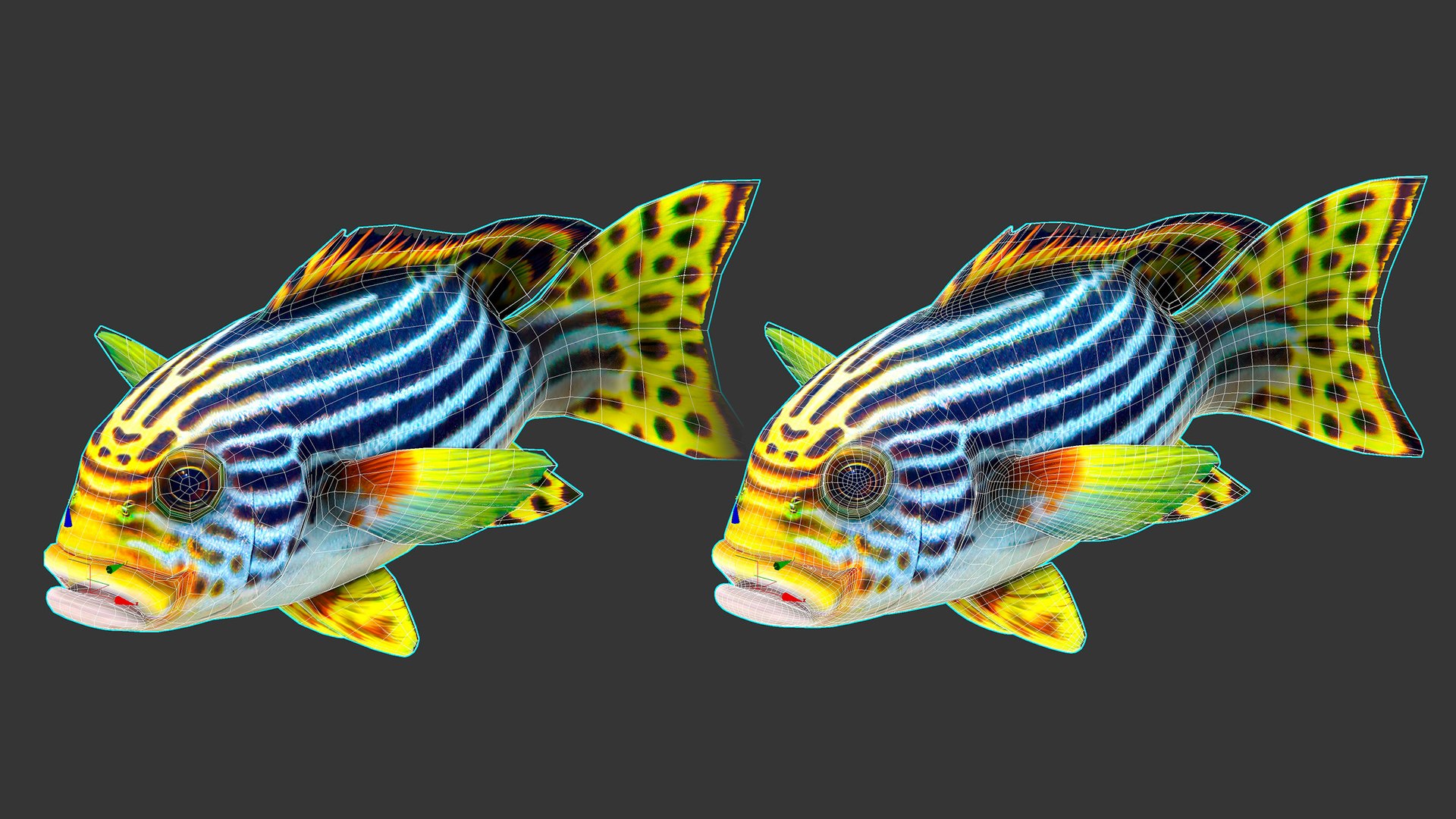 Fish Sweetlips And Grunt Low-poly 3D Model - TurboSquid 1965786