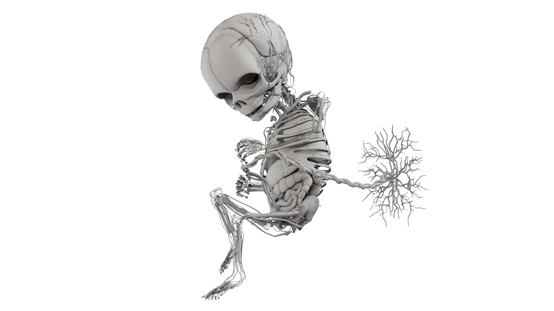 3D Fetus Anatomy Week 17 Animated - TurboSquid 1811097