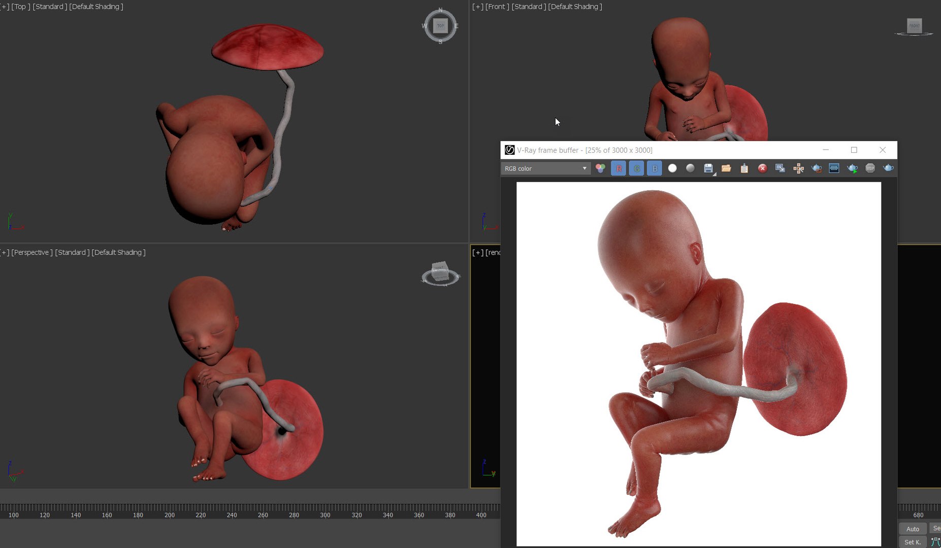 3D Fetus Anatomy Week 17 Animated - TurboSquid 1811097