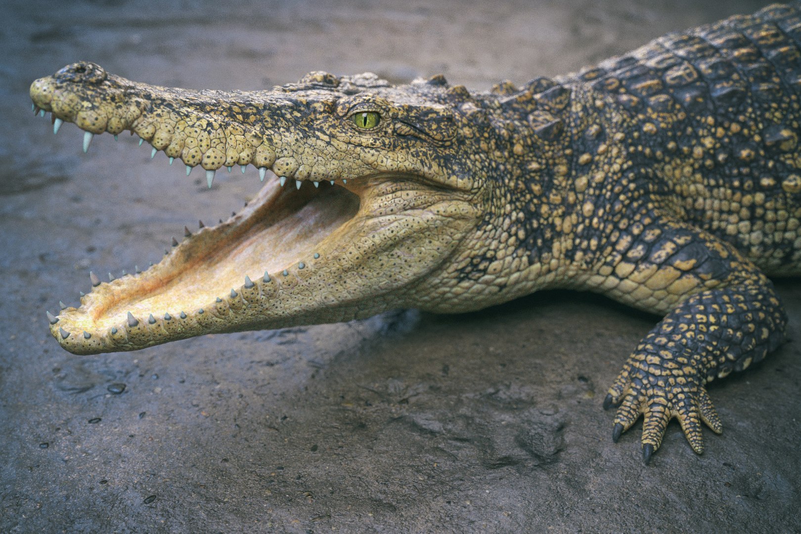 3D Siamese Crocodile Rigged - TurboSquid 1856825