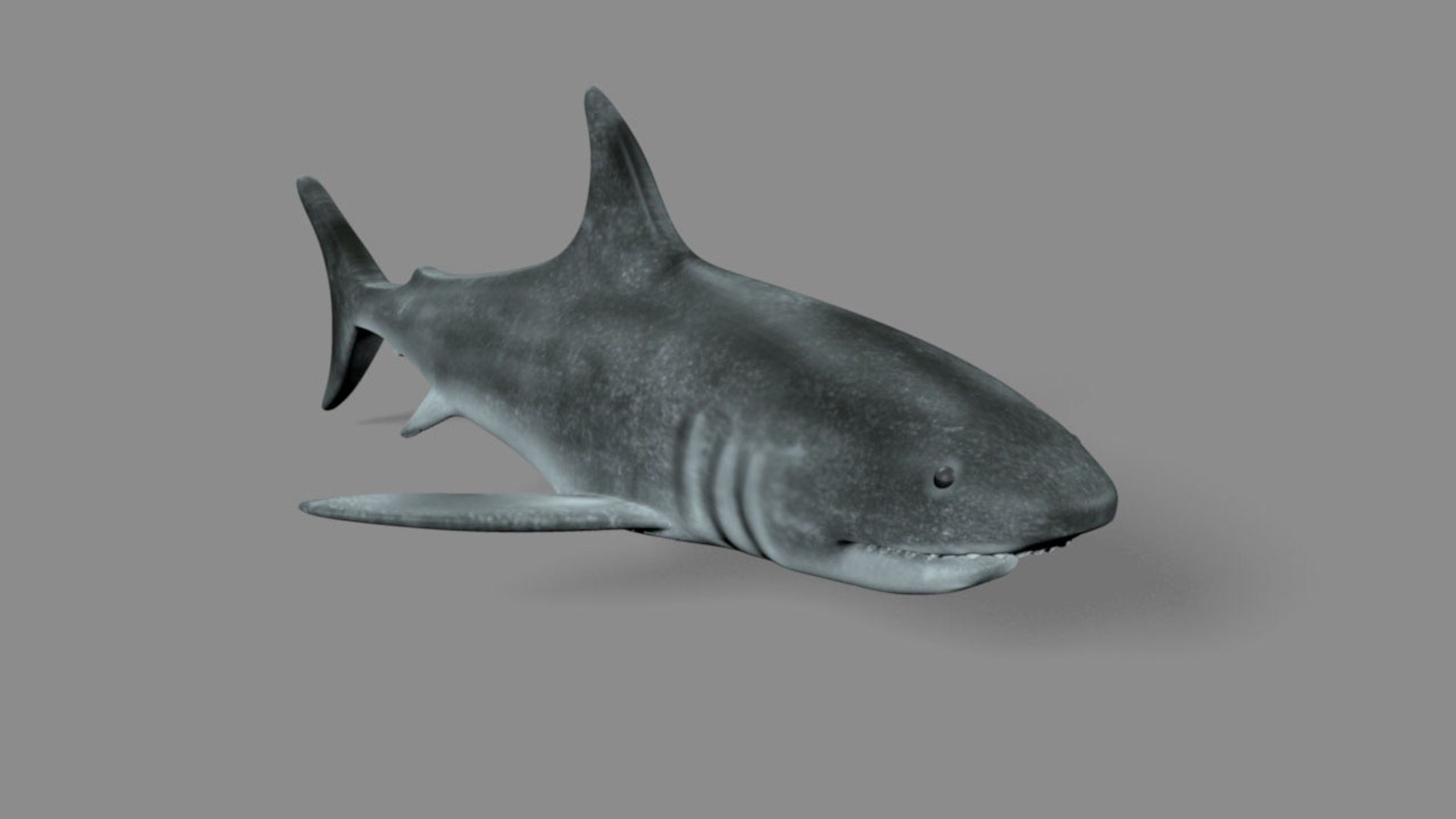 Maya Shark