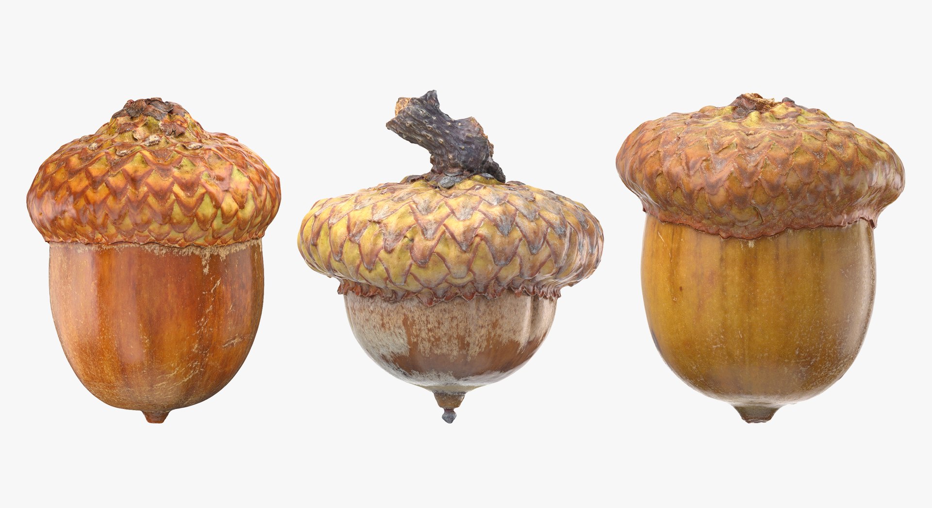Acorns Collection 02 - 3 Models 3D - TurboSquid 1885469