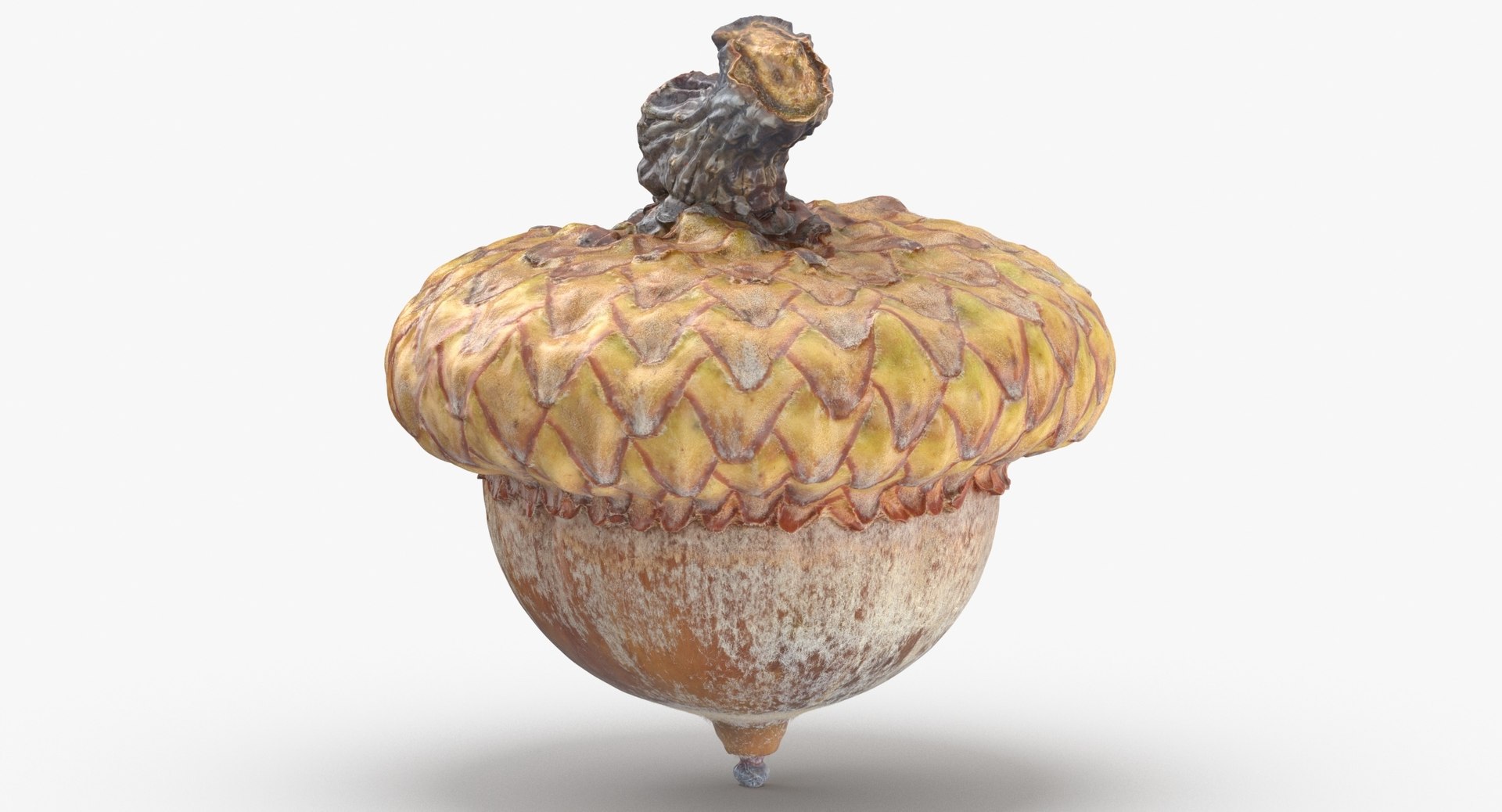 Acorns Collection 02 - 3 Models 3D - TurboSquid 1885469