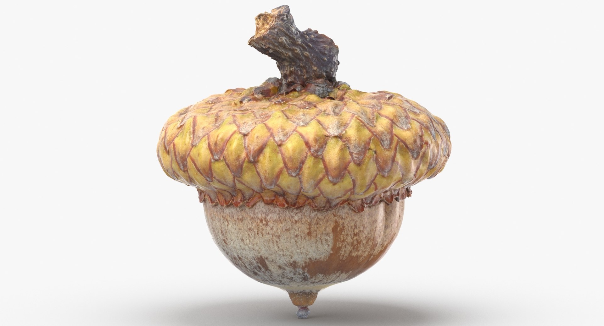 Acorns Collection 02 - 3 Models 3D - TurboSquid 1885469