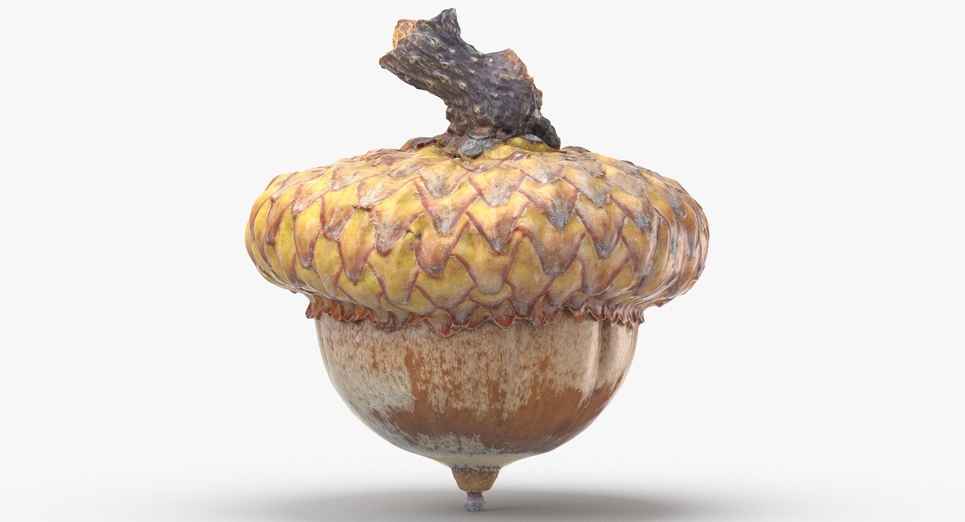 Acorns Collection 02 - 3 Models 3D - TurboSquid 1885469