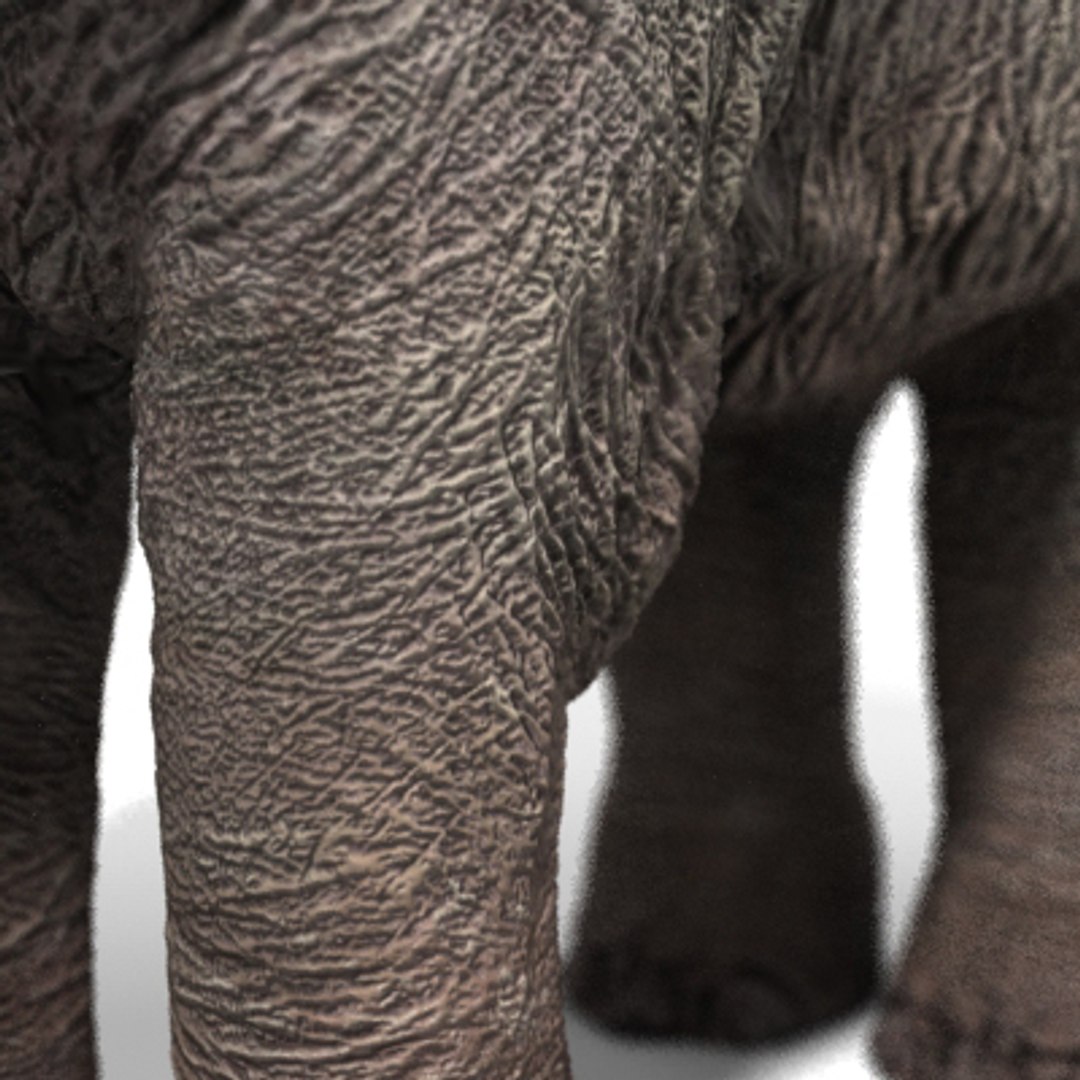 3d Model African Elephant