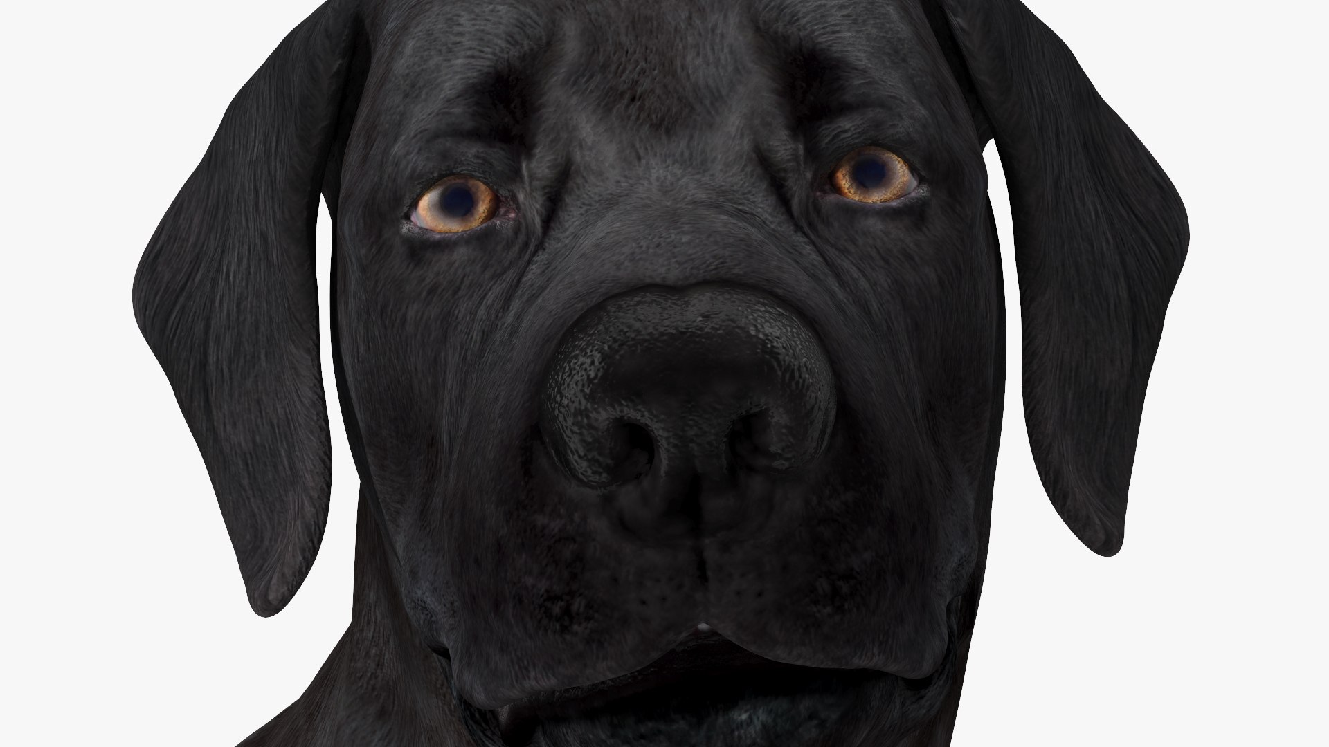 Labrador Dog Black Standing Model - TurboSquid 1824280