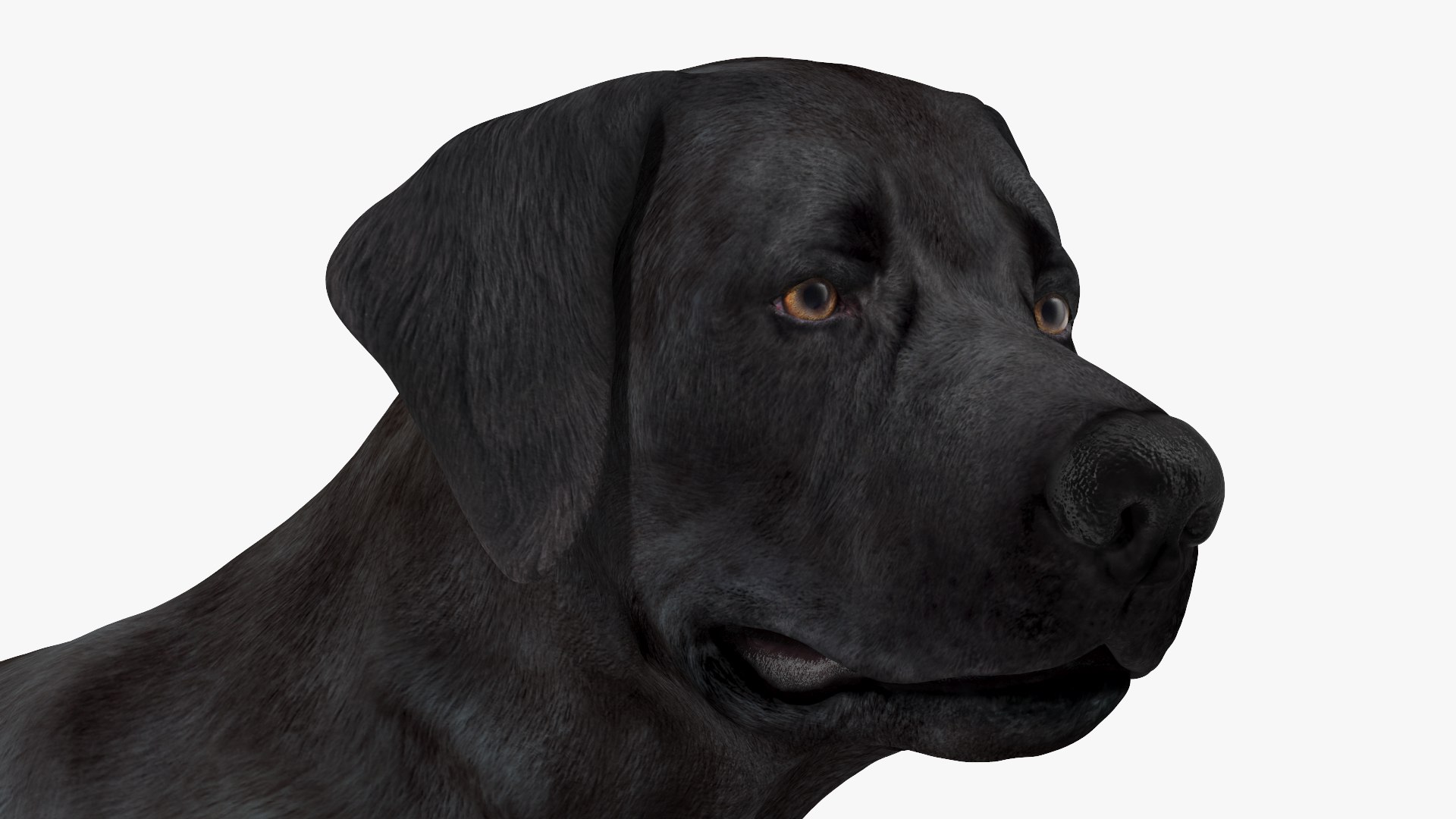 Labrador Dog Black Standing Model - TurboSquid 1824280