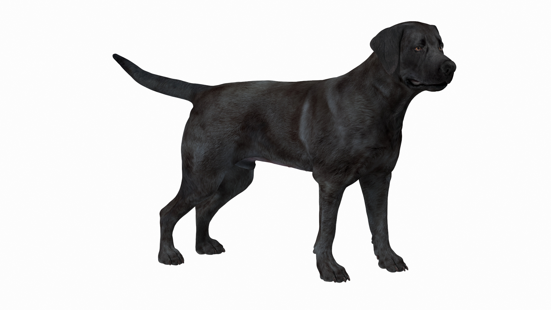 Labrador Dog Black Standing Model - TurboSquid 1824280
