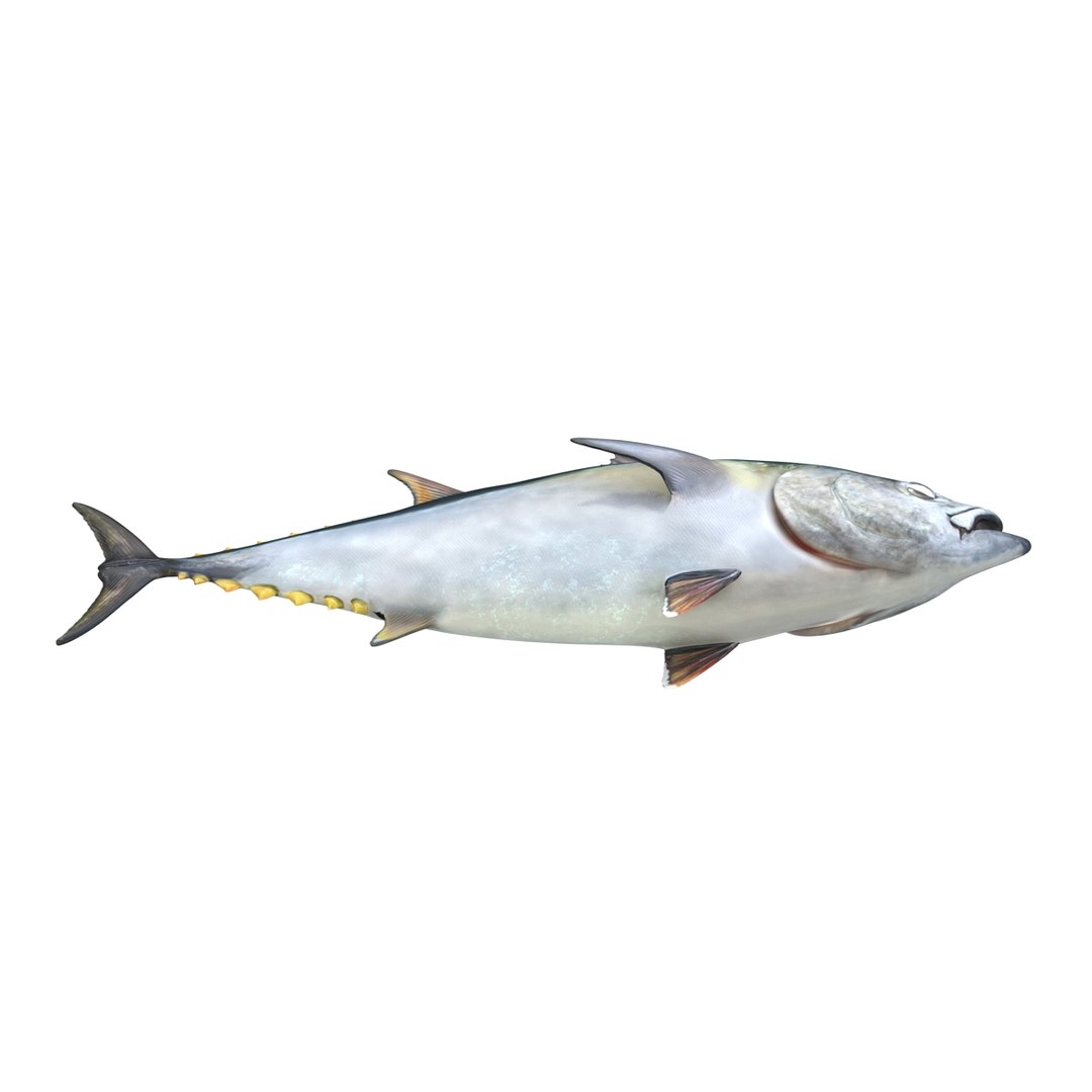 tuna fish 3d model
