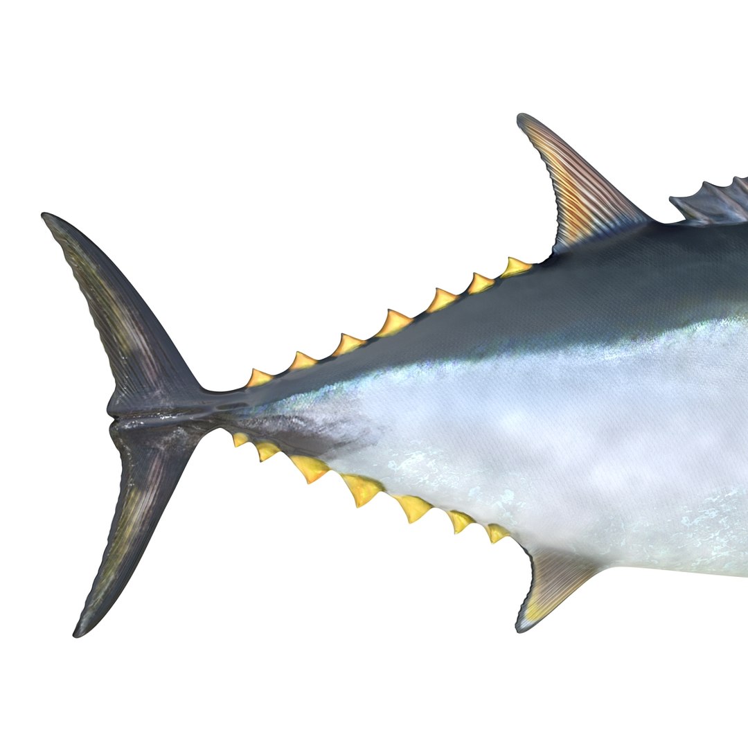 Tuna Fish 3d Model