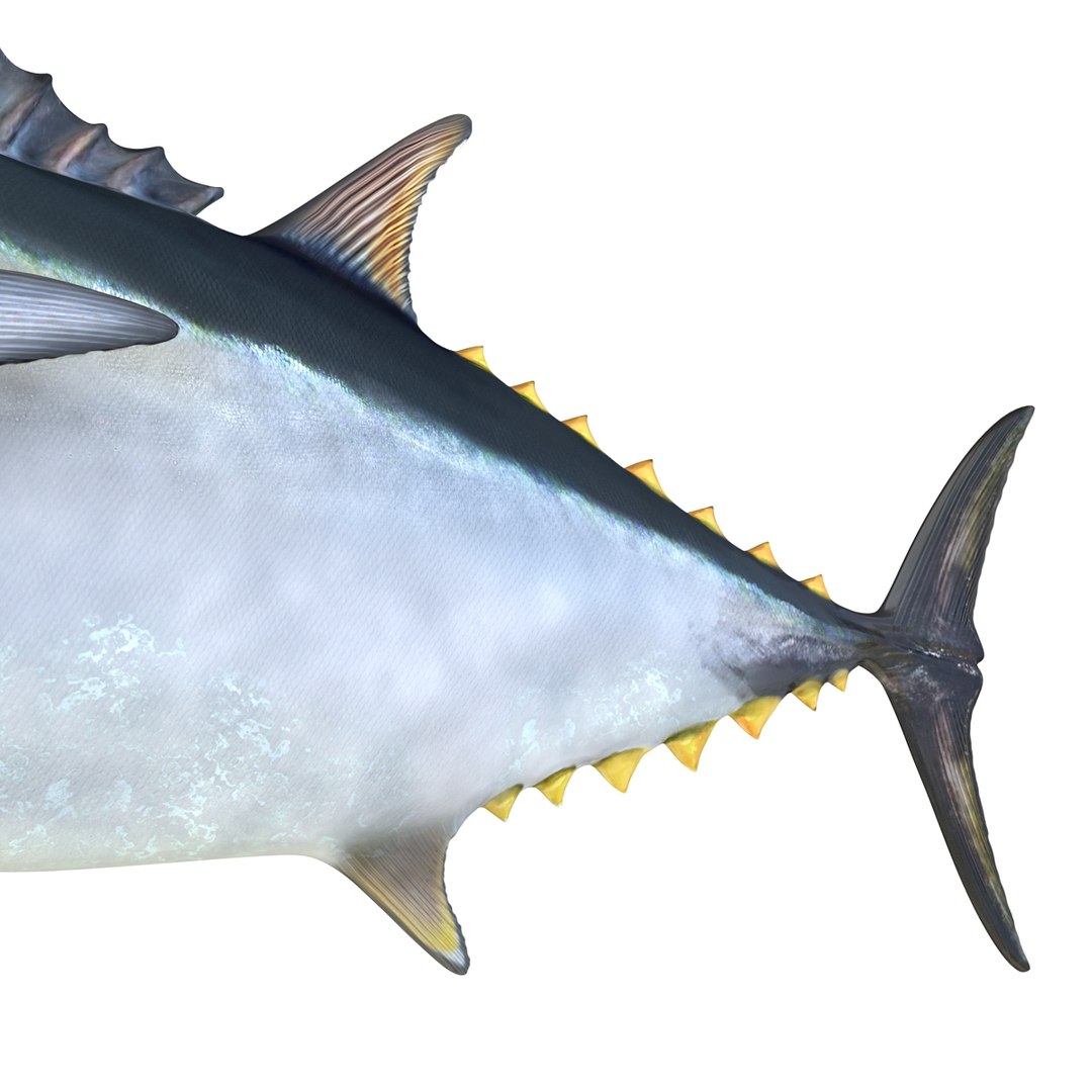 tuna fish 3d model