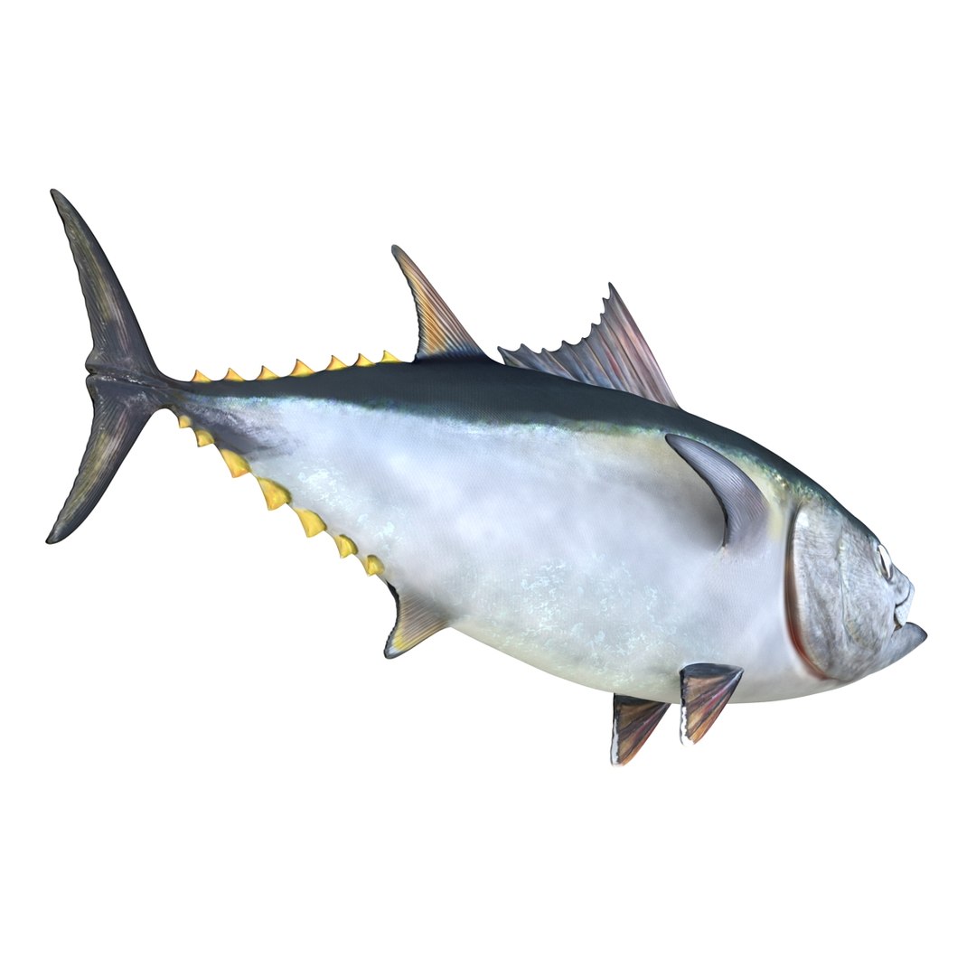 tuna fish 3d model