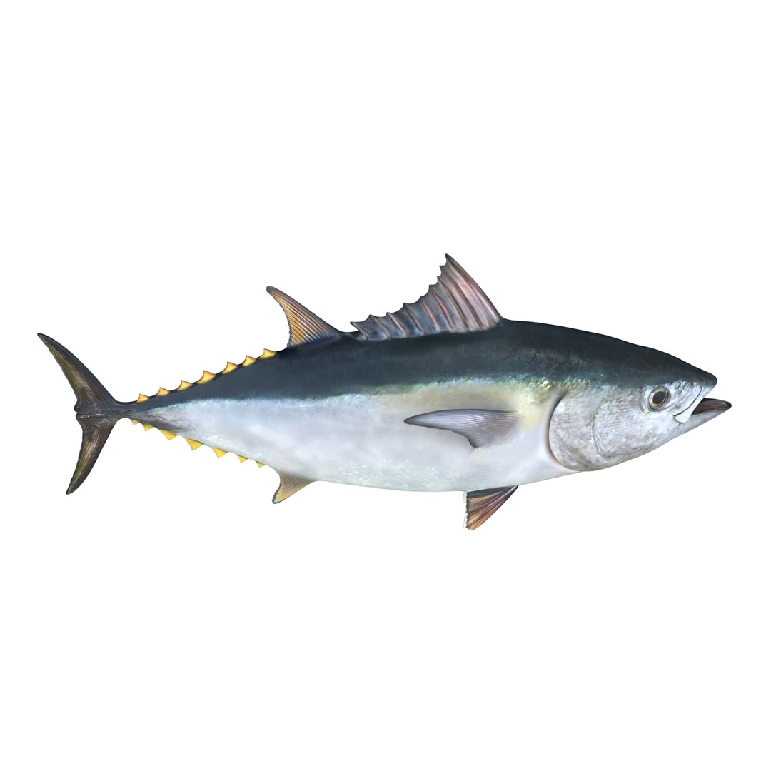 tuna fish 3d model