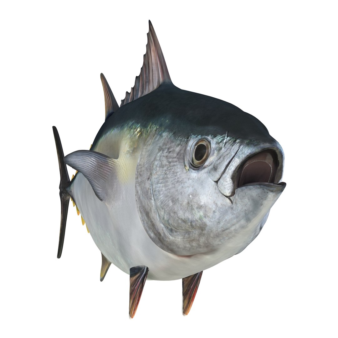 tuna fish 3d model