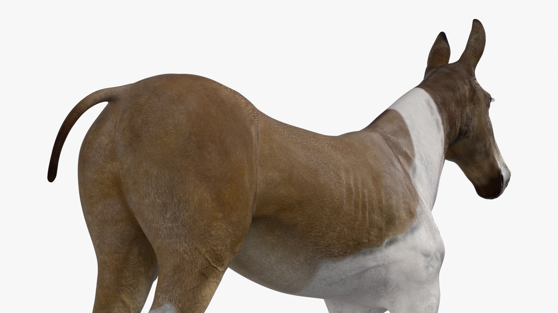 Mule 3D Model - TurboSquid 2279656