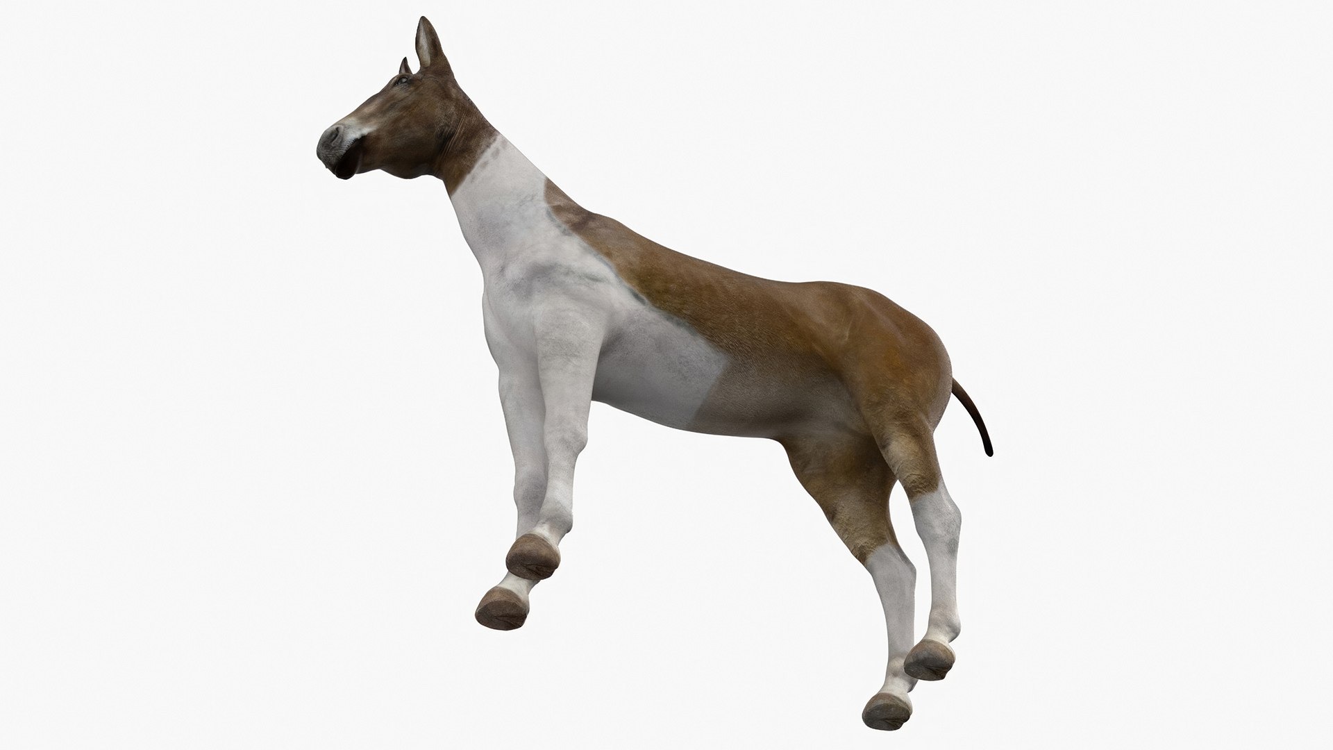 Mule 3D Model - TurboSquid 2279656