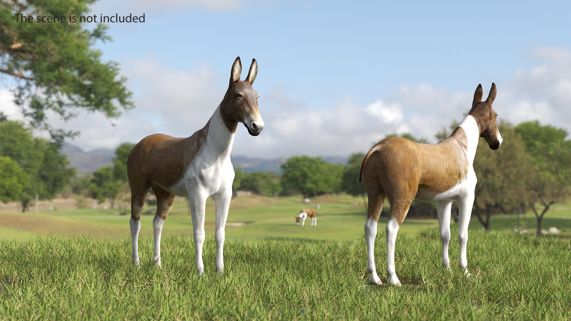 Mule 3D Model - TurboSquid 2279656