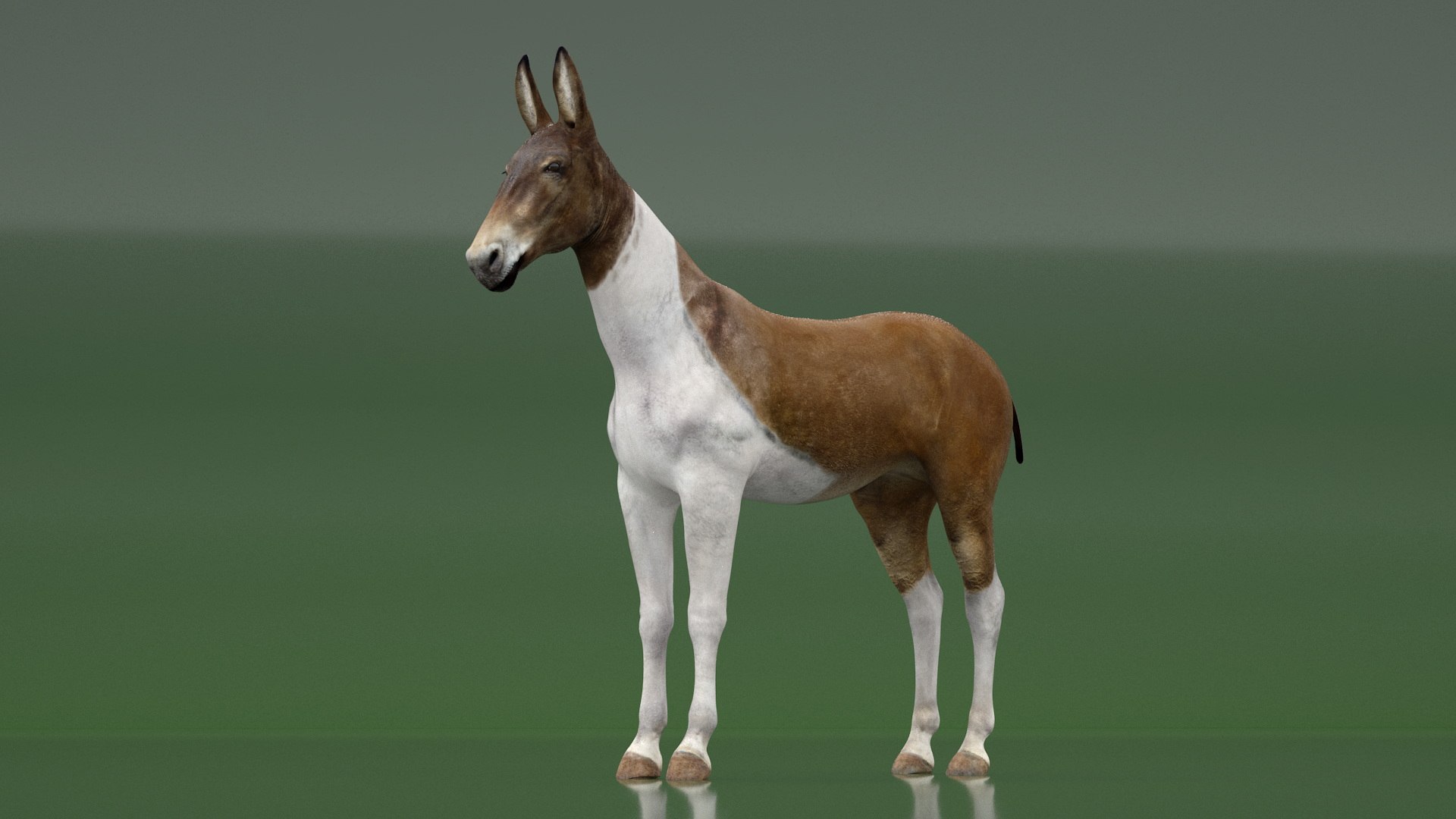 Mule 3D Model - TurboSquid 2279656