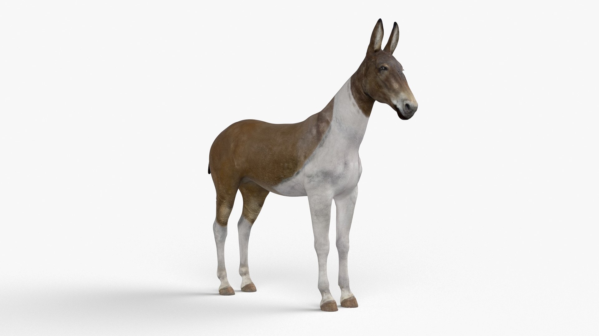 Mule 3D Model - TurboSquid 2279656