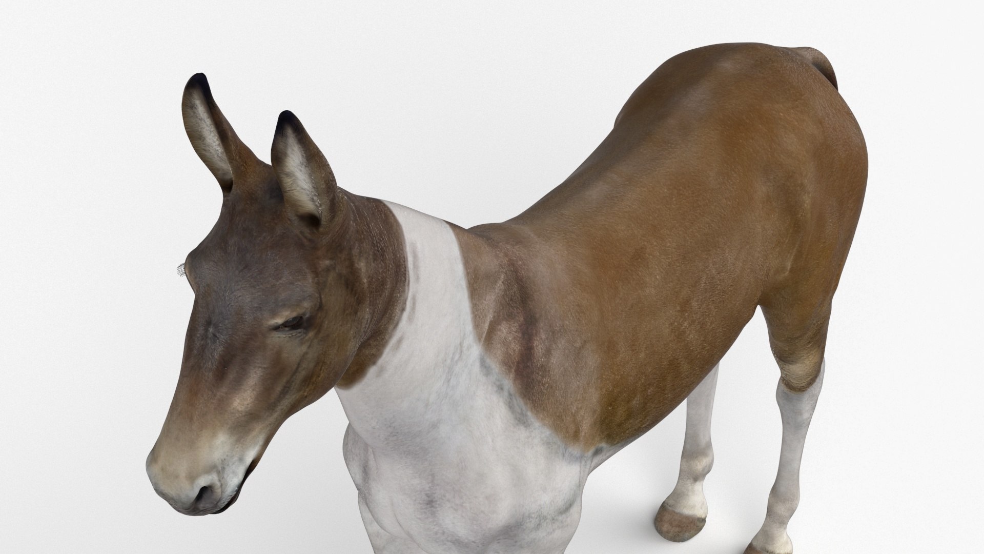 Mule 3D Model - TurboSquid 2279656