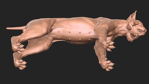 Bobcat Primary Forms Zbrush Sculpt 3D - TurboSquid 1817397