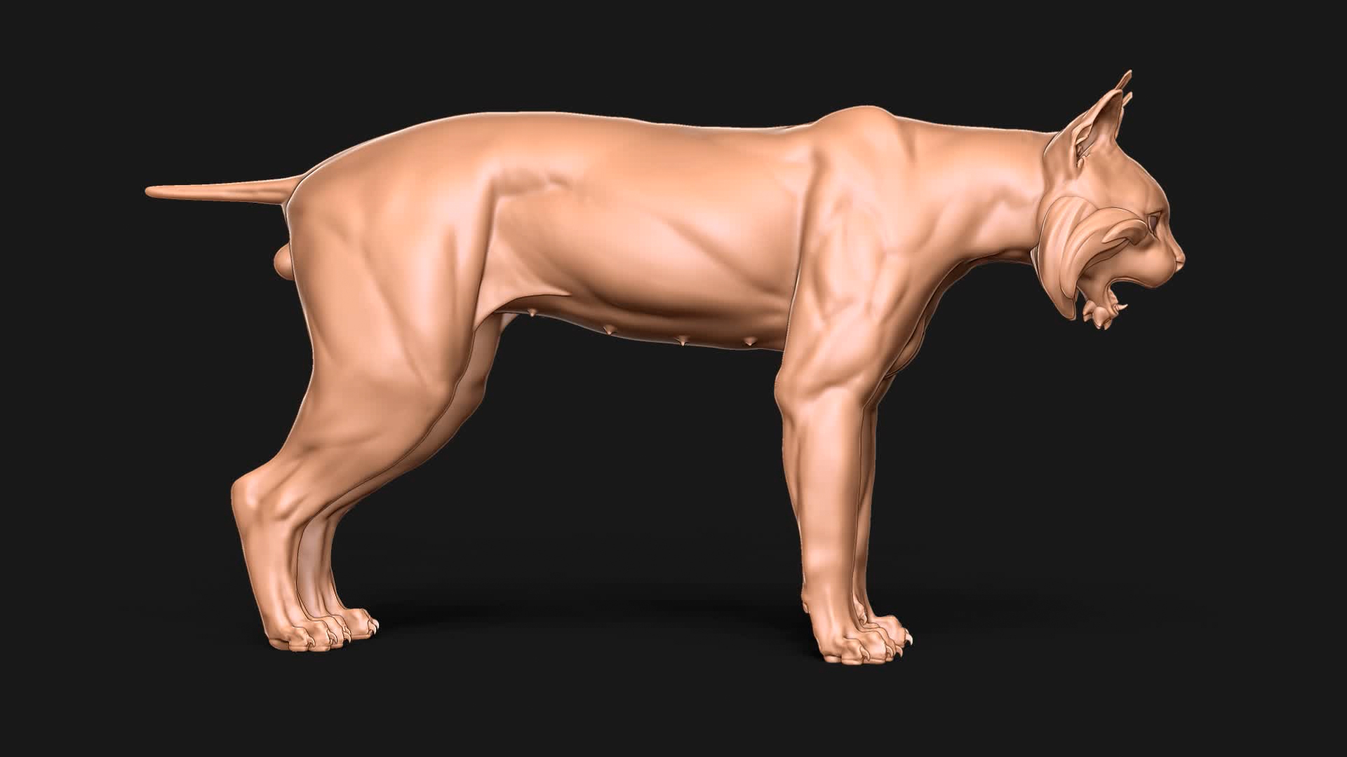 Bobcat Primary Forms Zbrush Sculpt 3D - TurboSquid 1817397