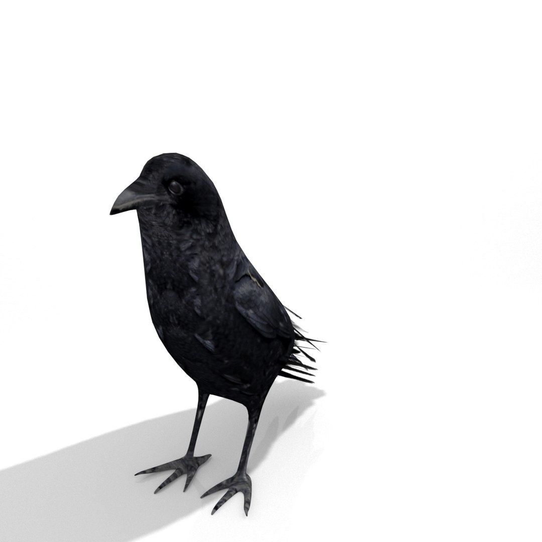 3D Model Crow - TurboSquid 1428462