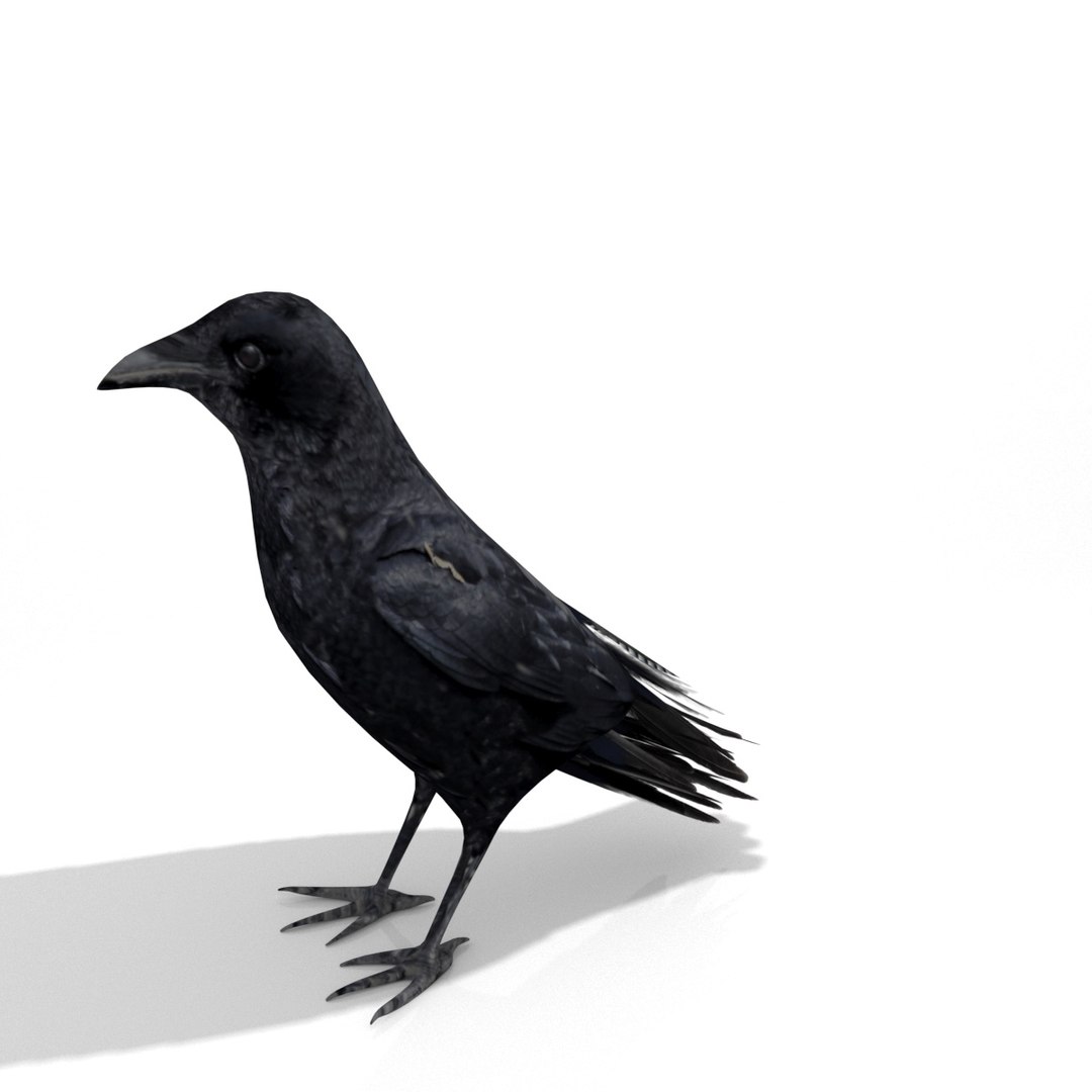 3D Model Crow - TurboSquid 1428462