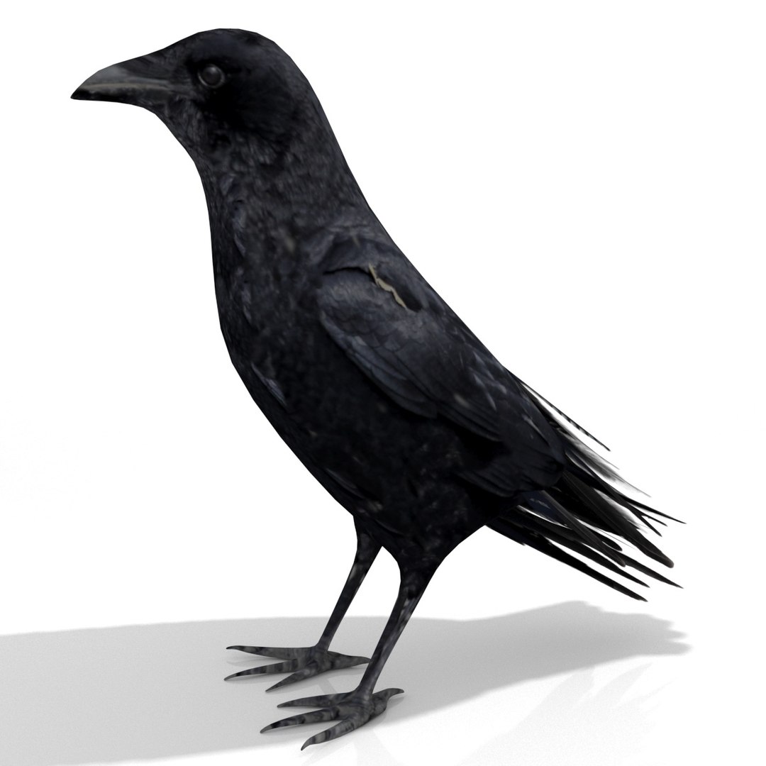 3D Model Crow - TurboSquid 1428462