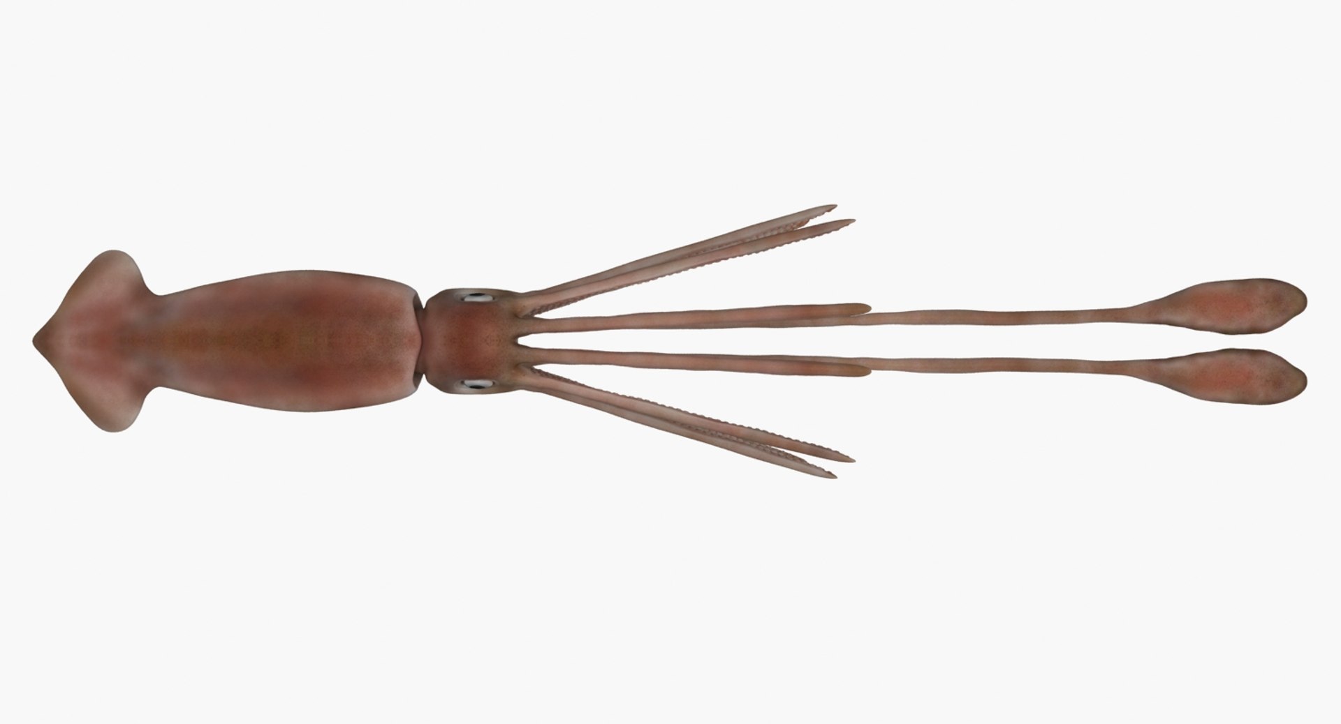 Squid Animation 3D Model - TurboSquid 1203610