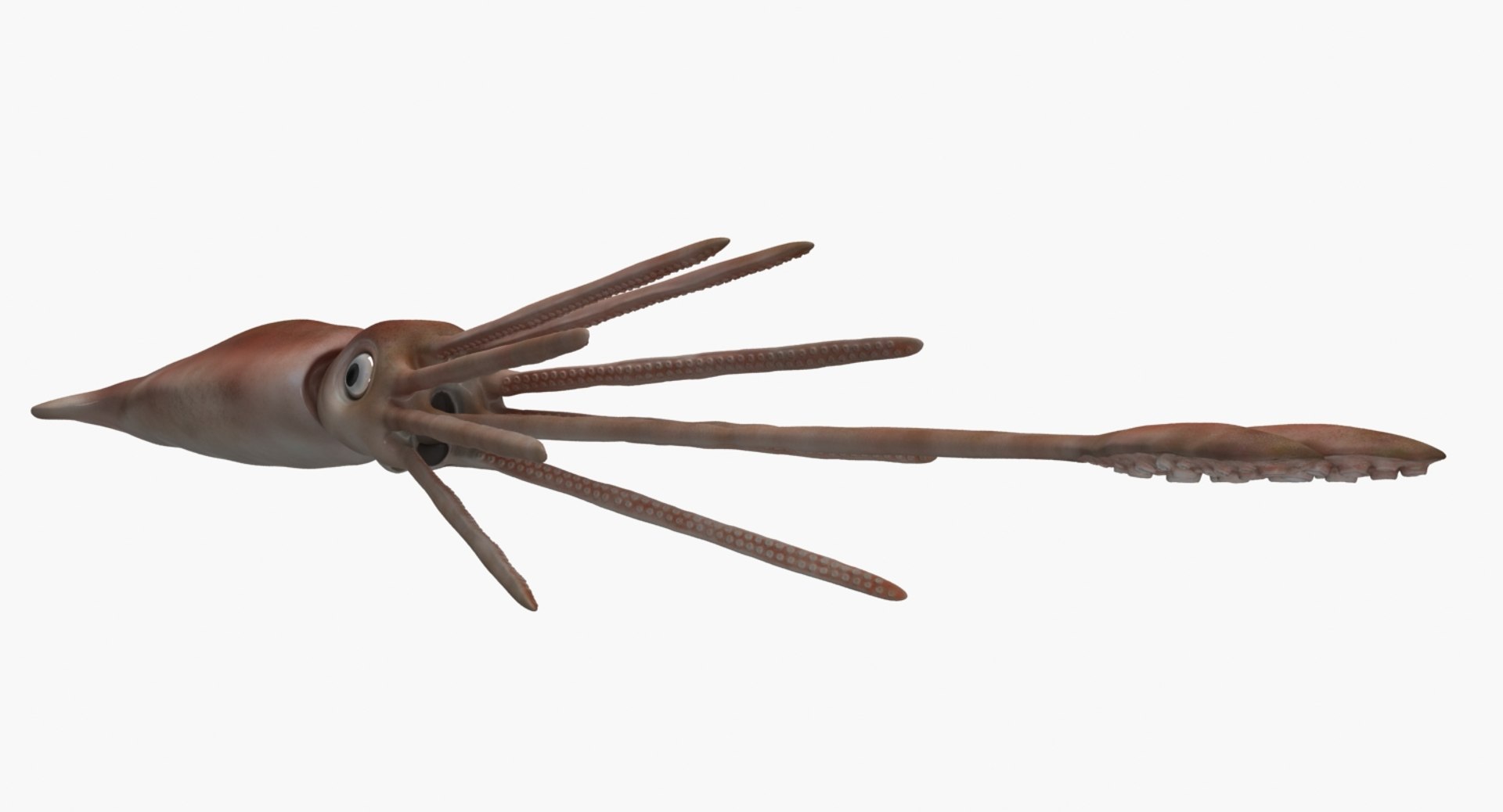 Squid Animation 3D Model - TurboSquid 1203610