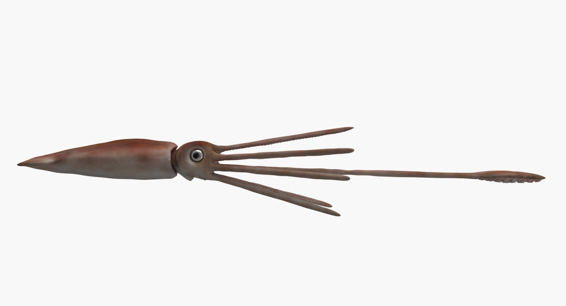 Squid Animation 3D Model - TurboSquid 1203610