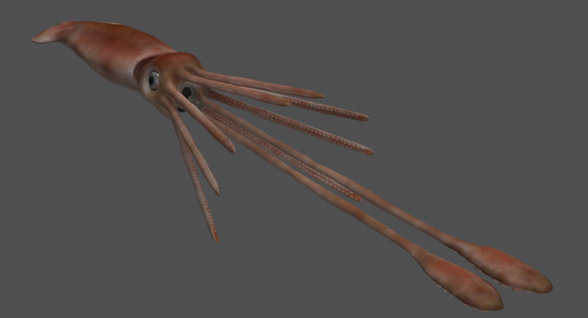 Squid Animation 3D Model - TurboSquid 1203610