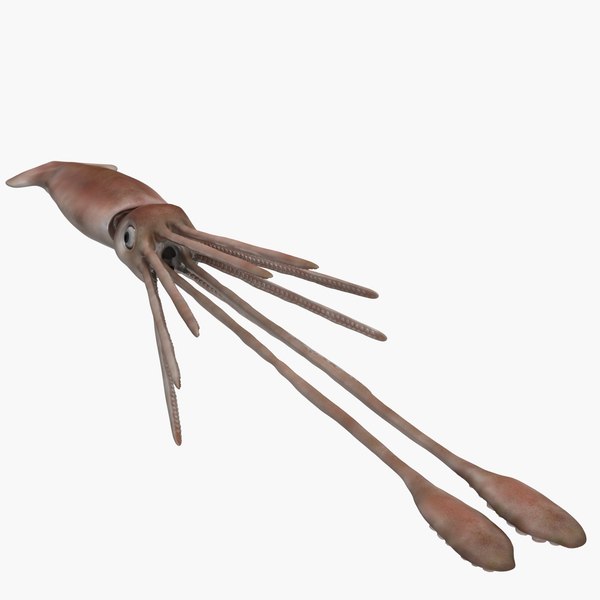 3D Squid Models | TurboSquid