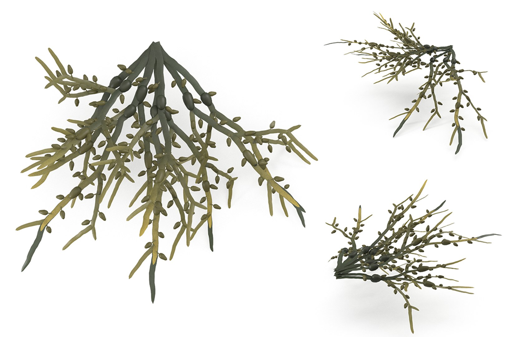 Egg Wrack Seaweed 3D Model - TurboSquid 1730608