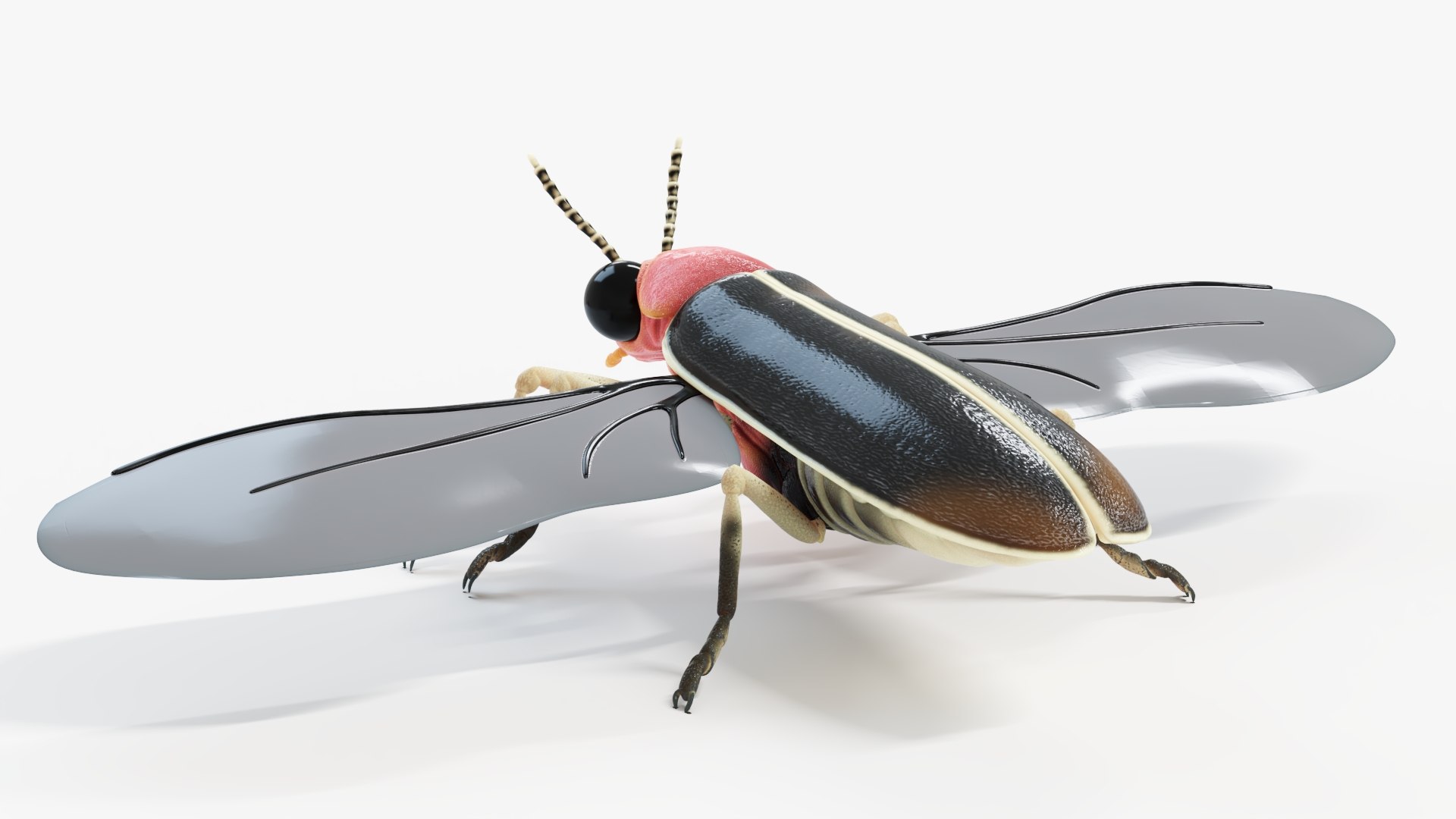 3D Firefly Static model - TurboSquid 2008604