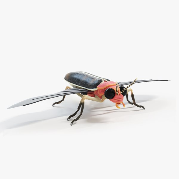 3D Firefly Models | TurboSquid