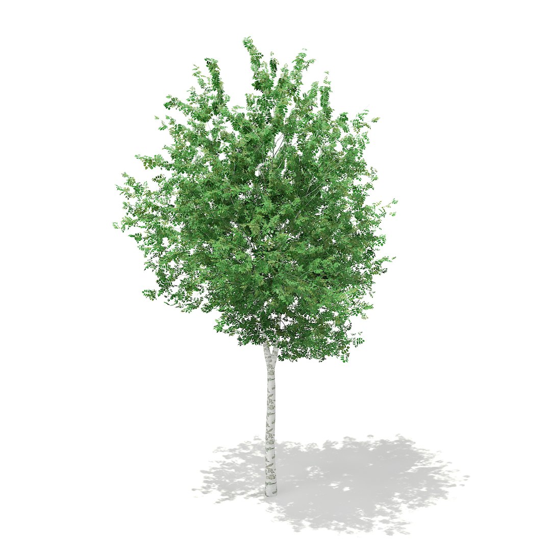 Max Silver Birch Tree Betula