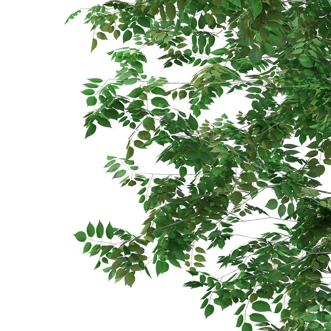 Max Silver Birch Tree Betula