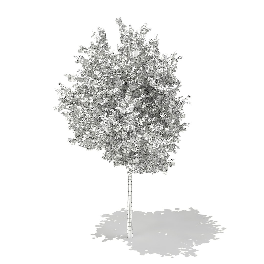 Max Silver Birch Tree Betula