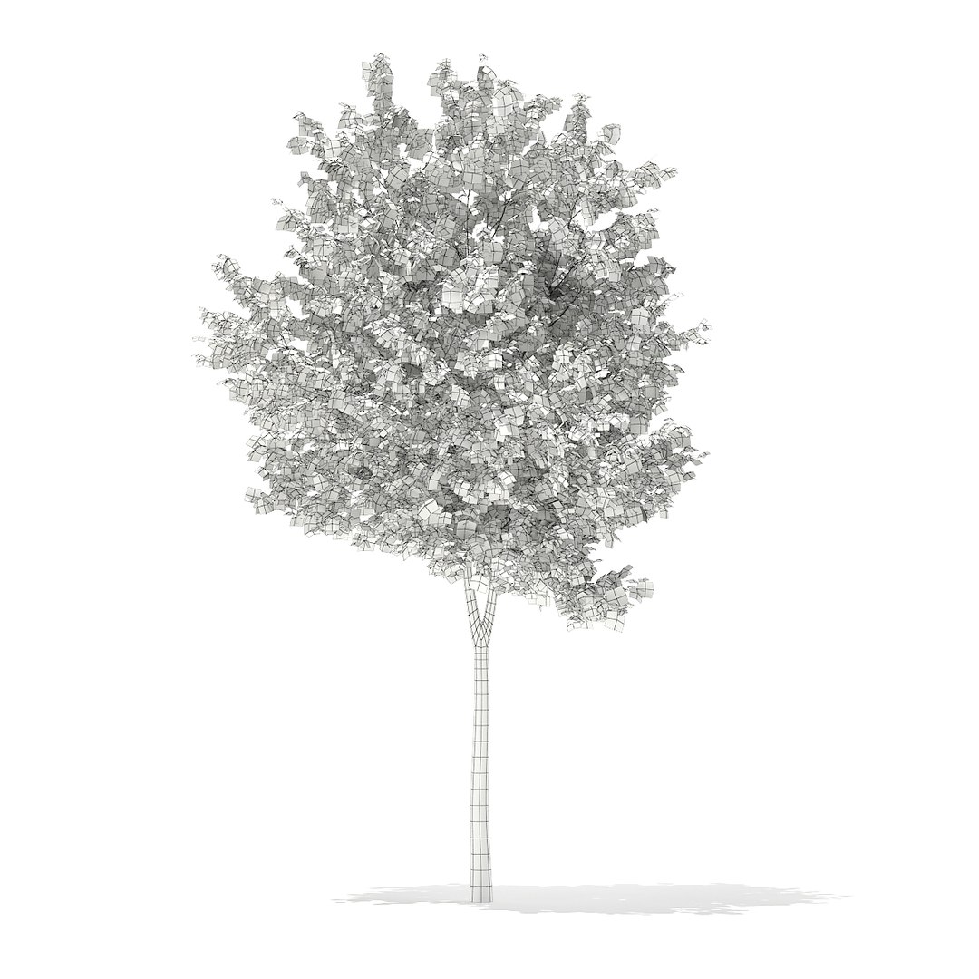 Max Silver Birch Tree Betula