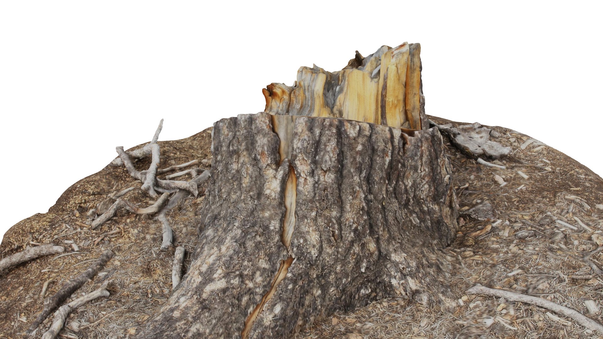 3D Pinyon Tree Stump Model - TurboSquid 1391041