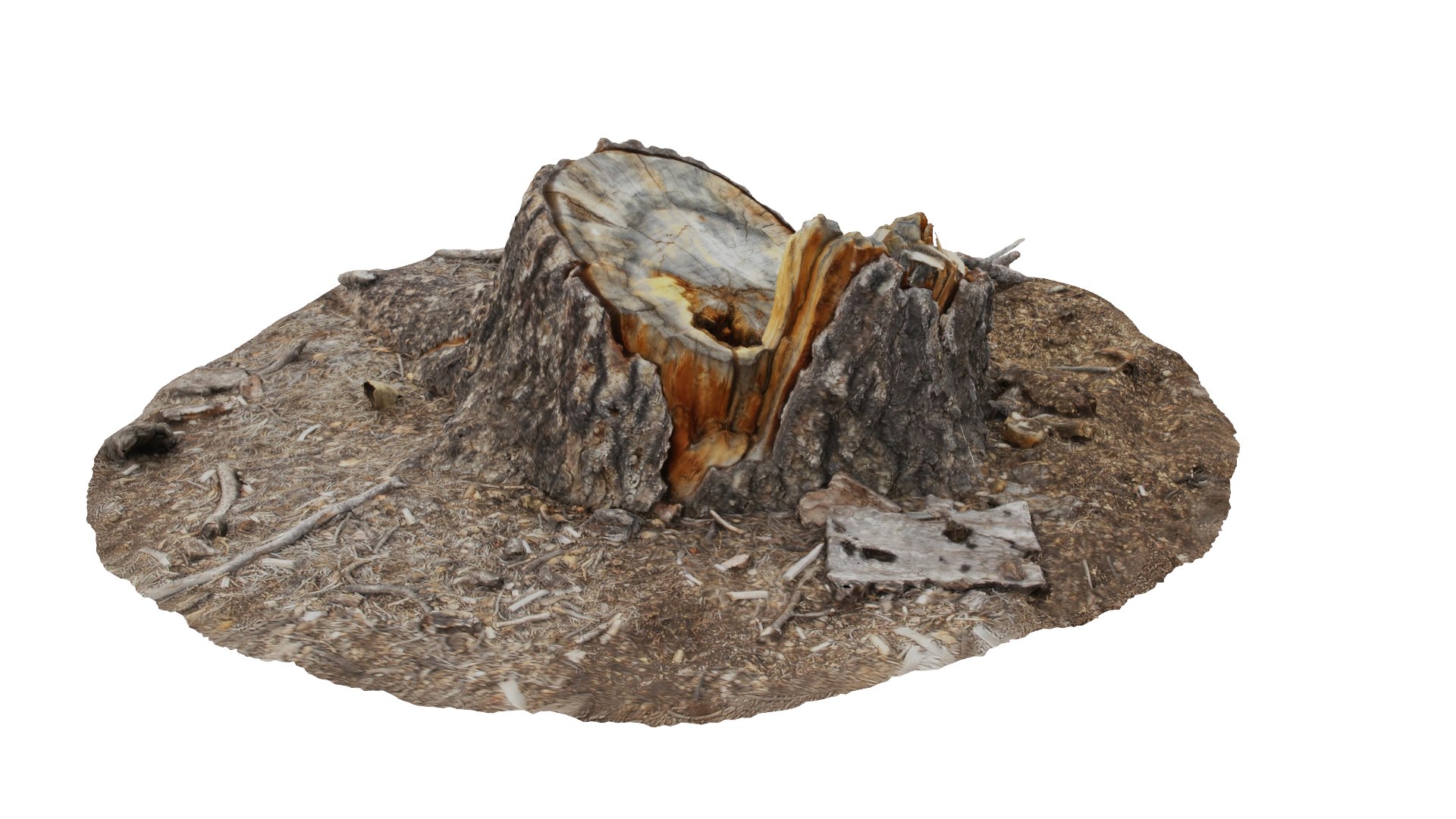 3D Pinyon Tree Stump Model - TurboSquid 1391041