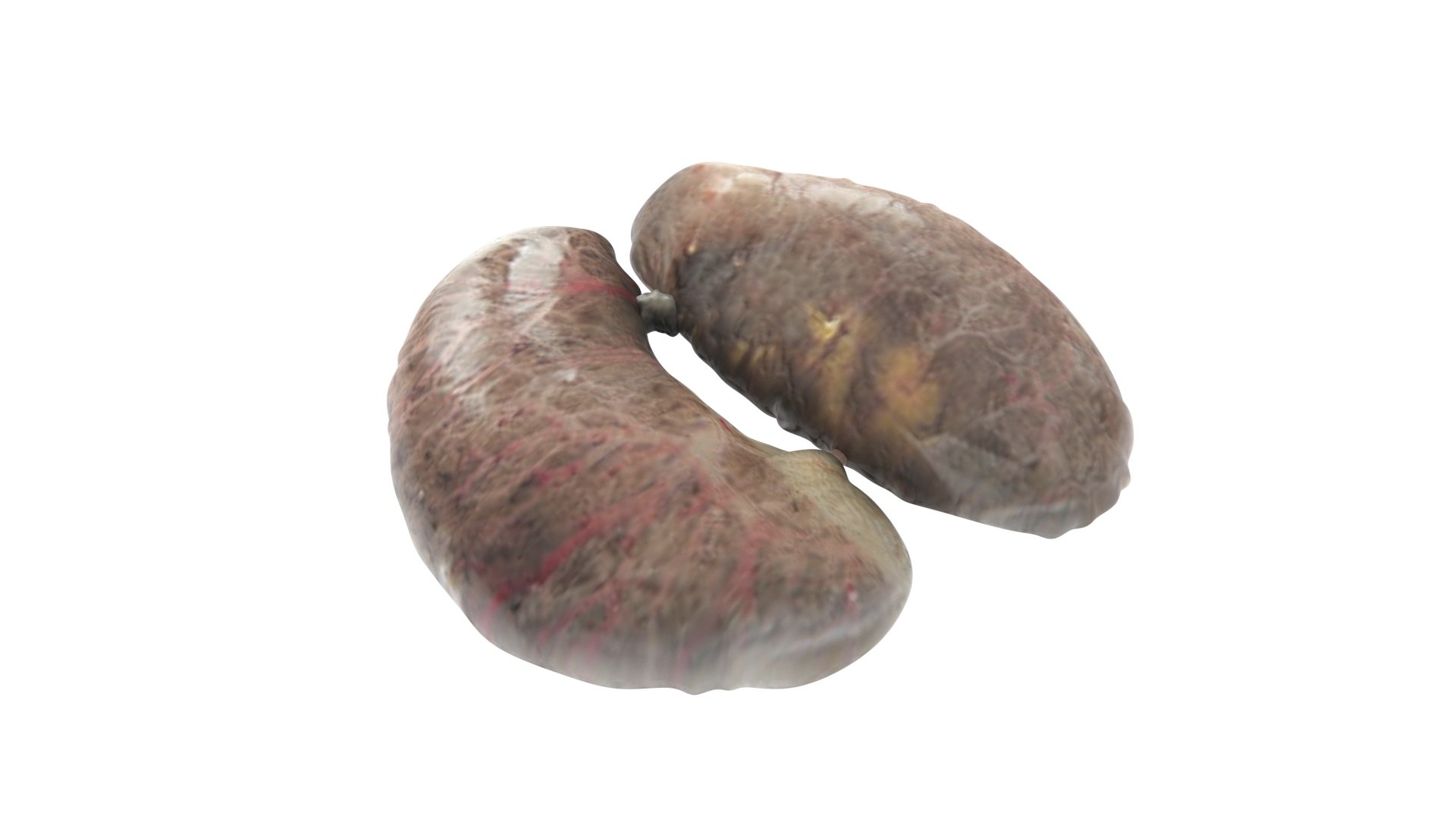 Chicken Kidneys 3D Model - TurboSquid 2249533