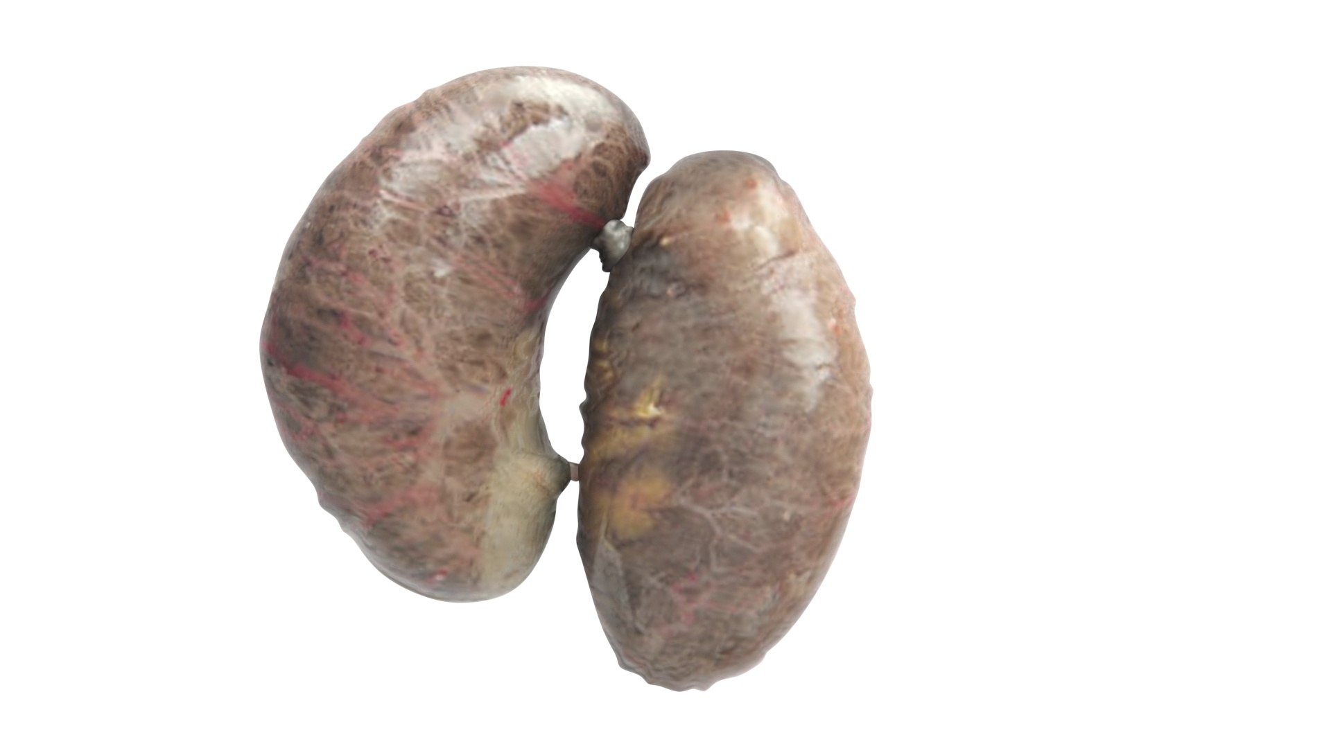 Chicken Kidneys 3D Model - TurboSquid 2249533