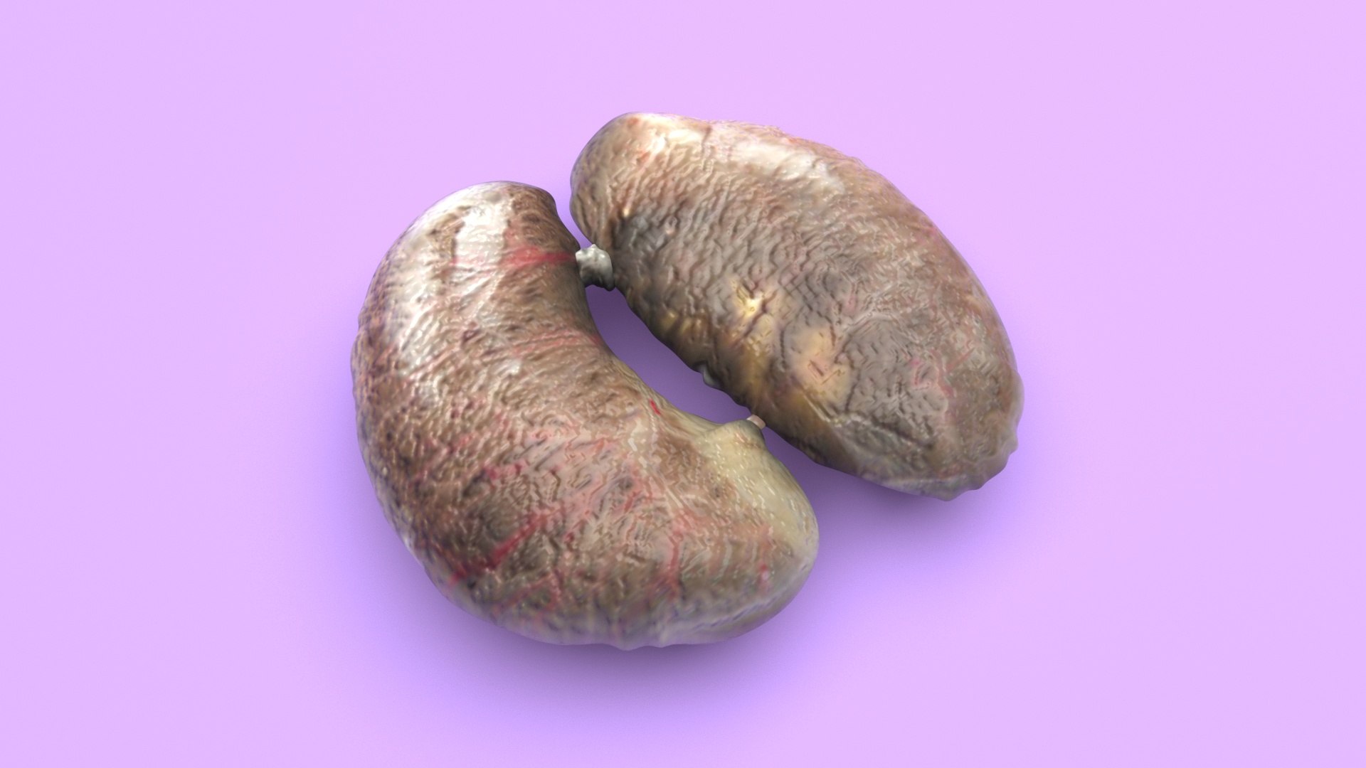 Chicken Kidneys 3D Model - TurboSquid 2249533
